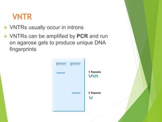 DNA FIngerprinting.ppt