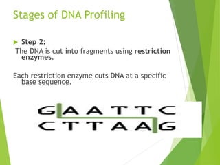 DNA FIngerprinting.ppt