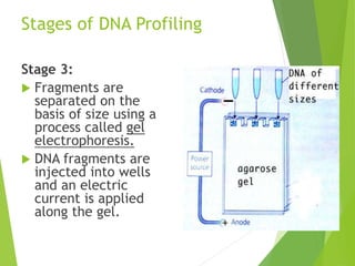 DNA FIngerprinting.ppt