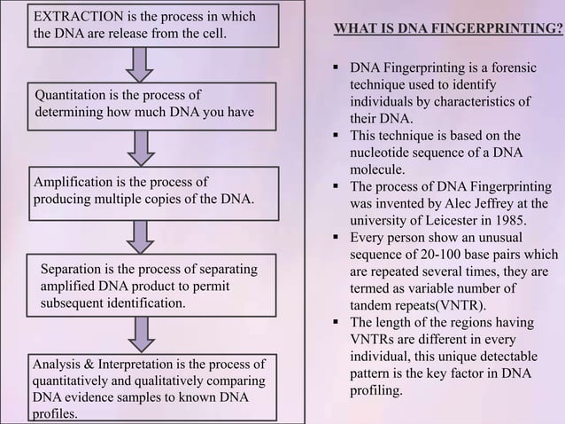 The power of dna fingerprinting in forensic science | PPTX | Genetics | Science
