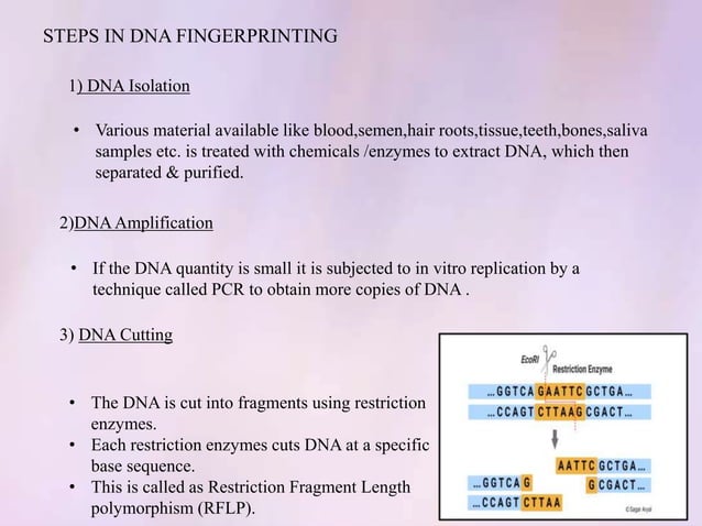 The power of dna fingerprinting in forensic science | PPTX | Genetics ...
