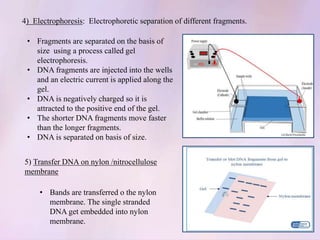 The power of dna fingerprinting in forensic science | PPTX