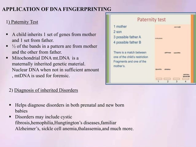 The power of dna fingerprinting in forensic science | PPTX | Genetics | Science