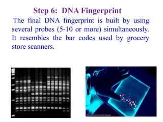 dna_finger_printing.ppt
