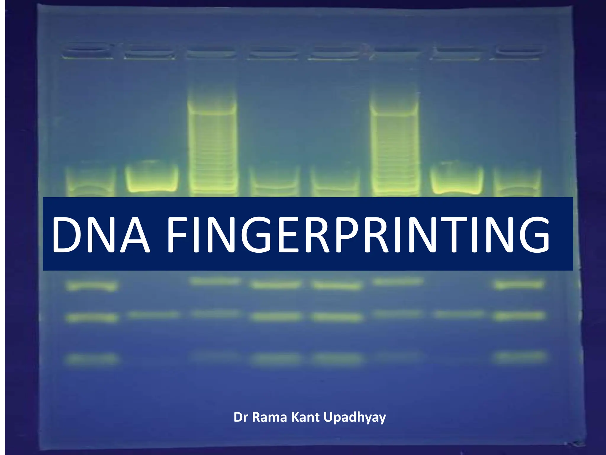 DNA FINGERPRINTIN Class XII Biology.pptx