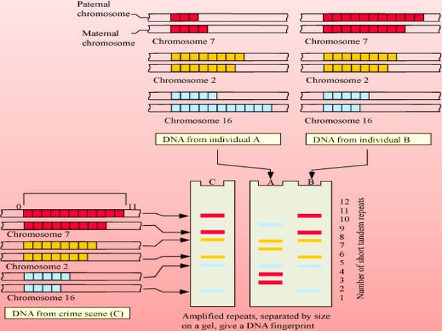 DNA FINGERPRINTIN Class XII Biology.pptx | Genetics | Science