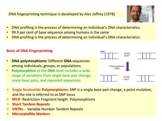 DNA FINGERPRINTIN Class XII Biology.pptx | Genetics | Science