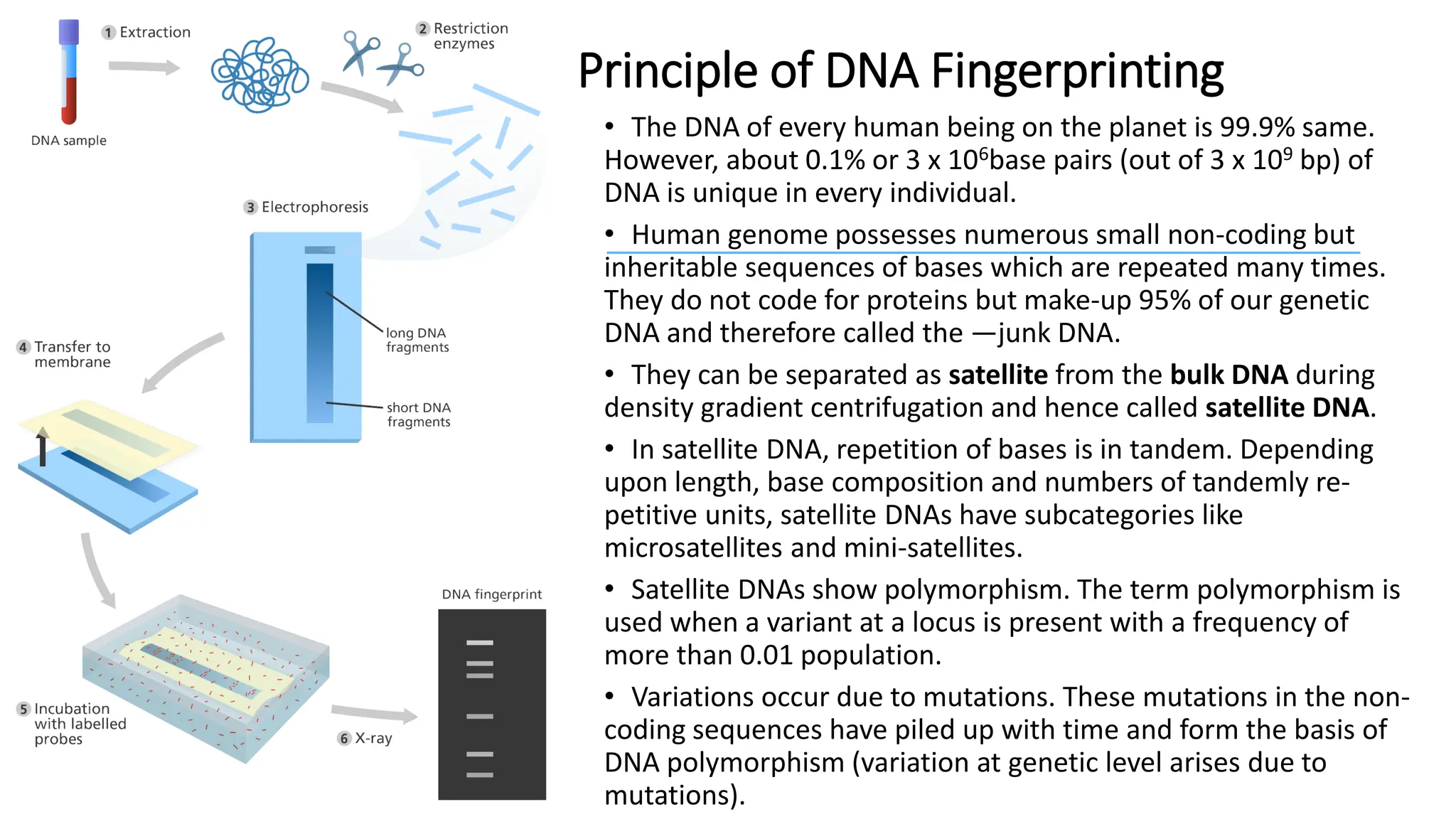 DNA Fingerprinting.pdf principles, working | PDF