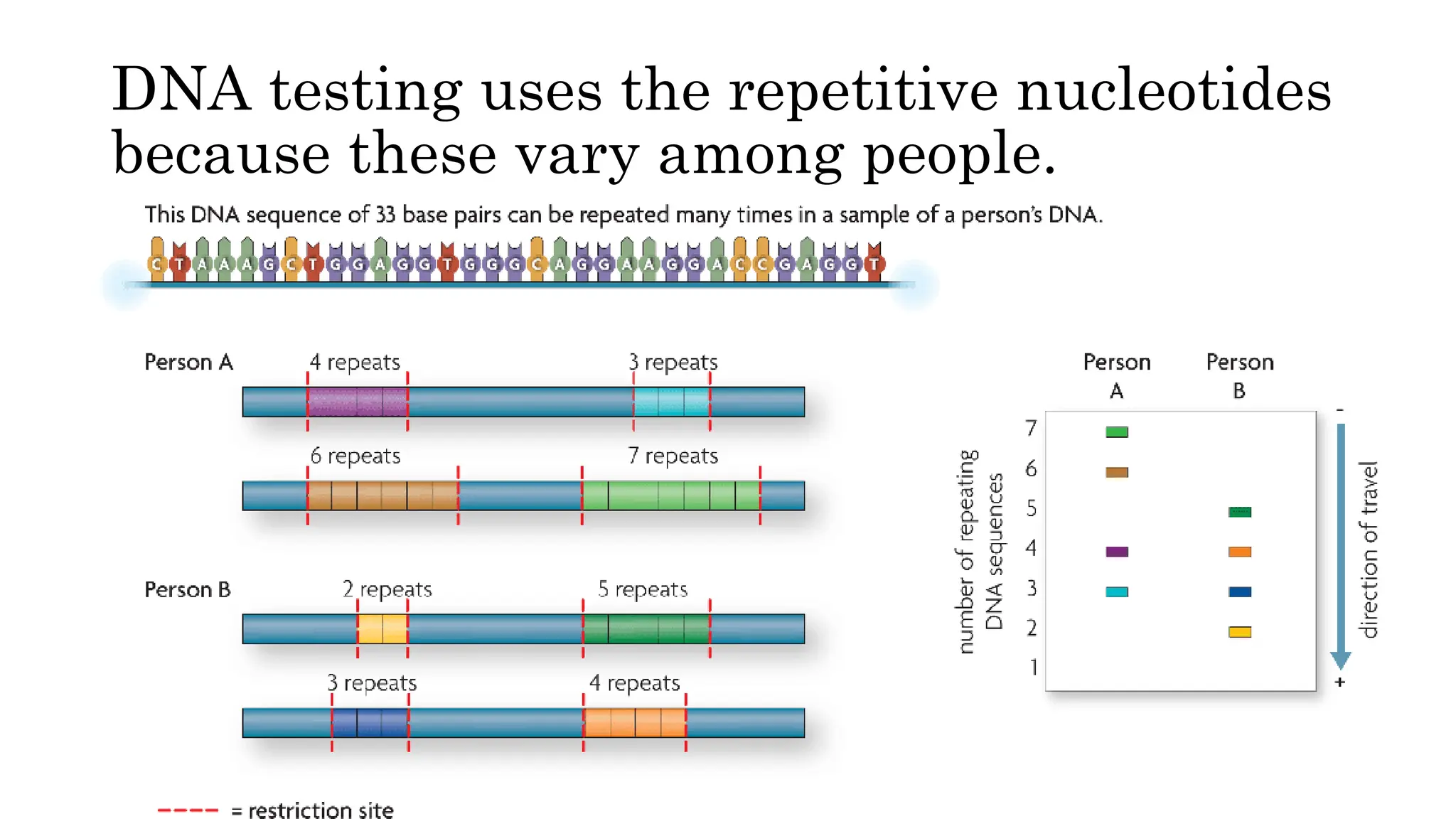 DNA Fingerprinting.pdf principles, working | PDF