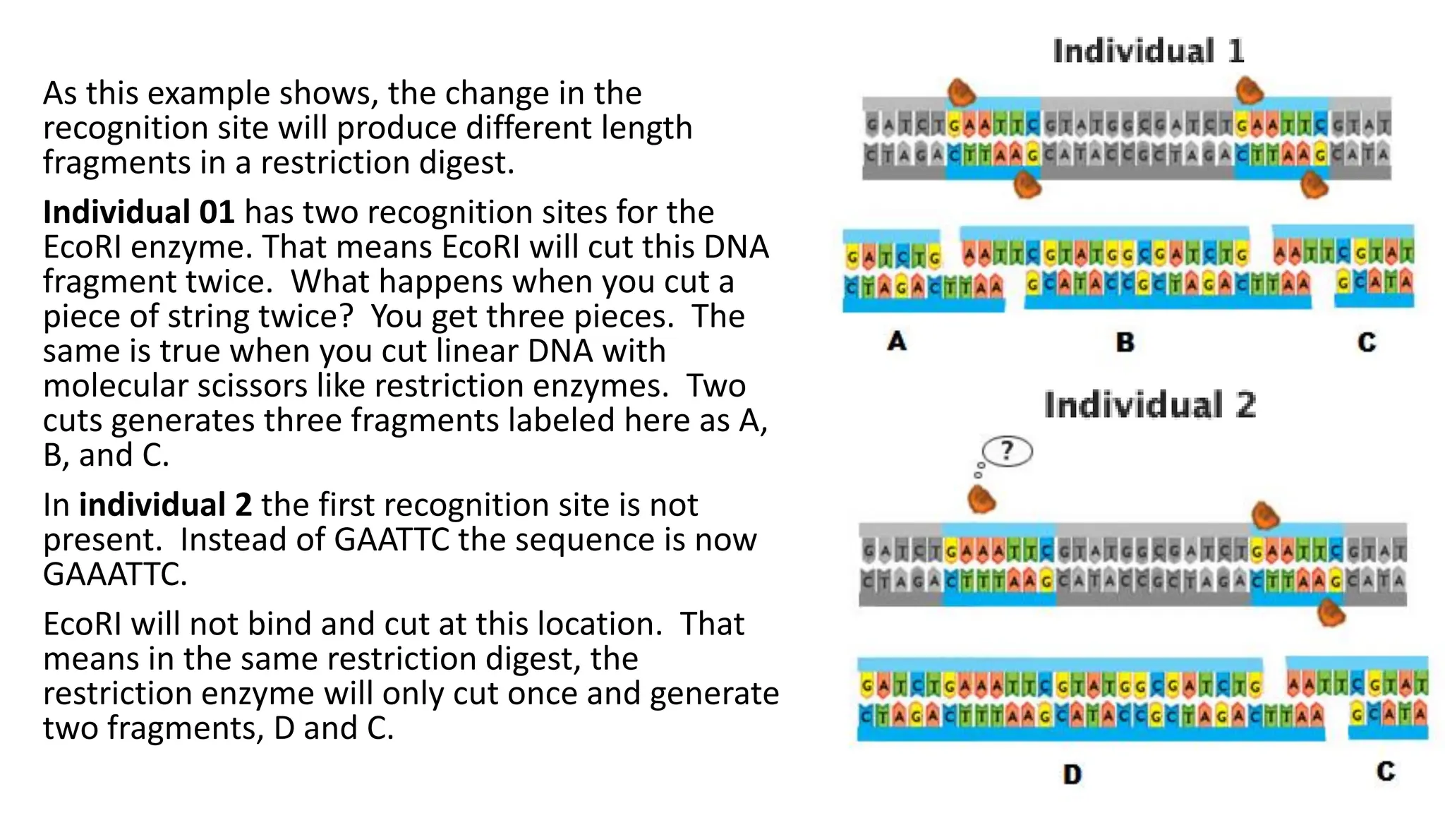 DNA Fingerprinting.pdf principles, working | PDF