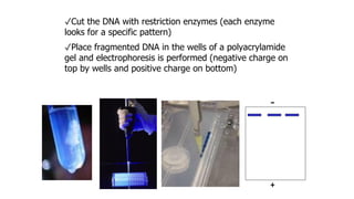 DNA Fingerprinting.pdf principles, working | PDF