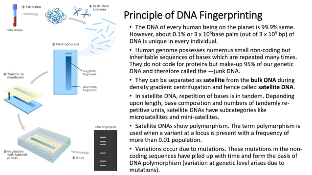 DNA Fingerprinting.pdf principles, working | PPT