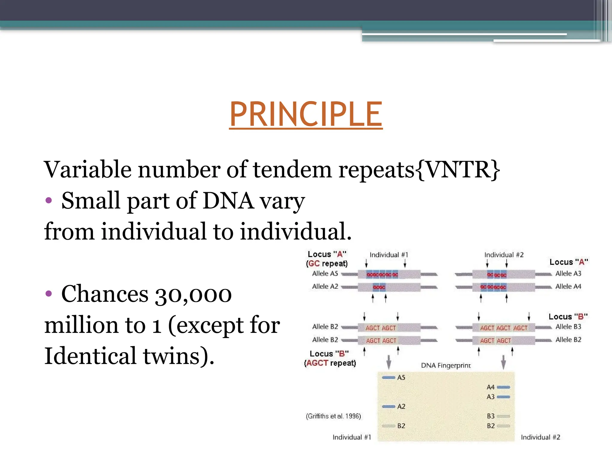 DNA FINGERPRINTING.pptx. it is a biotechnology techniques used in ...