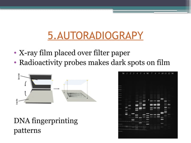 DNA FINGERPRINTING.pptx. it is a biotechnology techniques used in forensic science | PPT