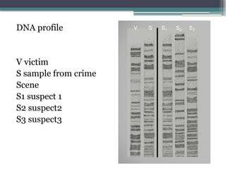 DNA FINGERPRINTING.pptx. it is a biotechnology techniques used in ...