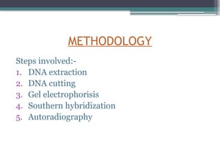 DNA FINGERPRINTING.pptx. it is a biotechnology techniques used in ...