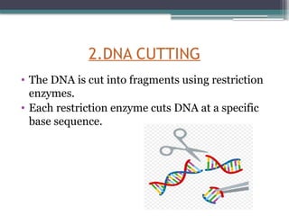 DNA FINGERPRINTING.pptx. it is a biotechnology techniques used in forensic science | PPT