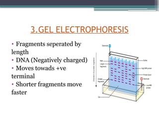 DNA FINGERPRINTING.pptx. it is a biotechnology techniques used in ...