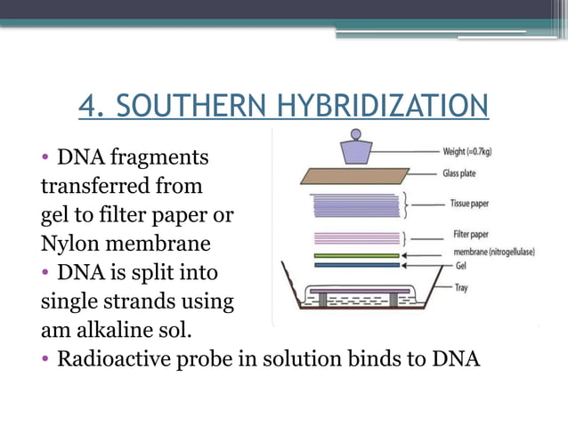 DNA FINGERPRINTING.pptx. it is a biotechnology techniques used in forensic science | PPT
