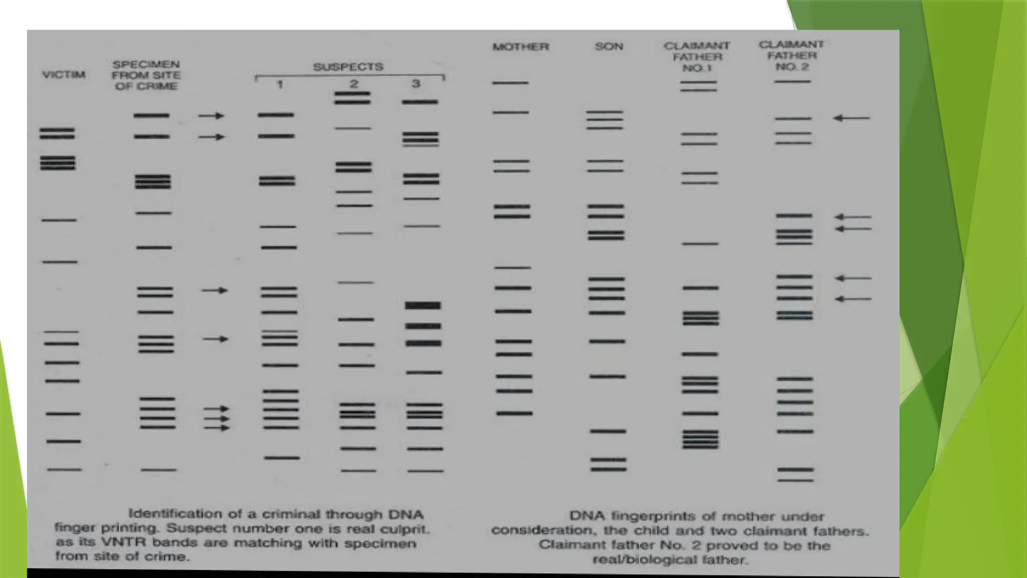 Dna Fingerprinting Pptx Presentation For Education Pptx