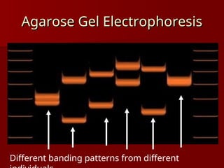 Understanding DNA Fingerprinting: Techniques and Applications in ...