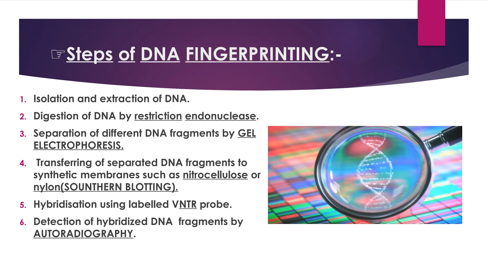 DNA FINGERPRINTING molecular biology-amit.pptx