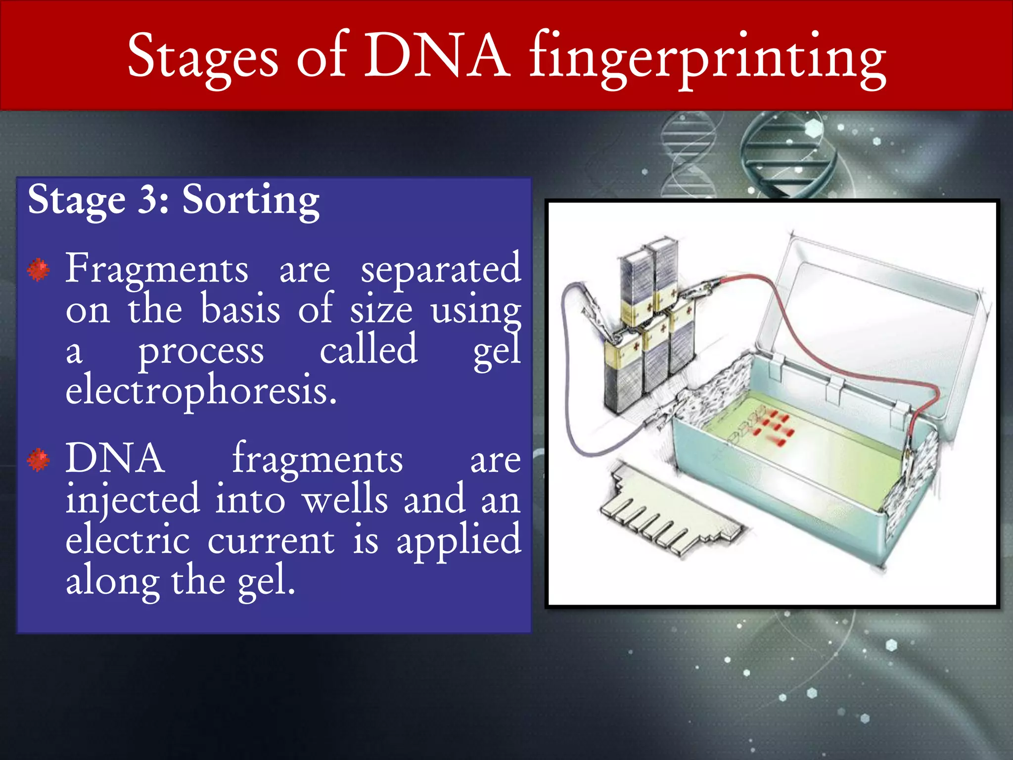 Forensic and Medico-legal applications of DNA Fingerprinting | PDF