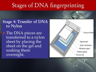 Forensic and Medico-legal applications of DNA Fingerprinting | PDF