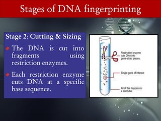 Forensic and Medico-legal applications of DNA Fingerprinting | PDF