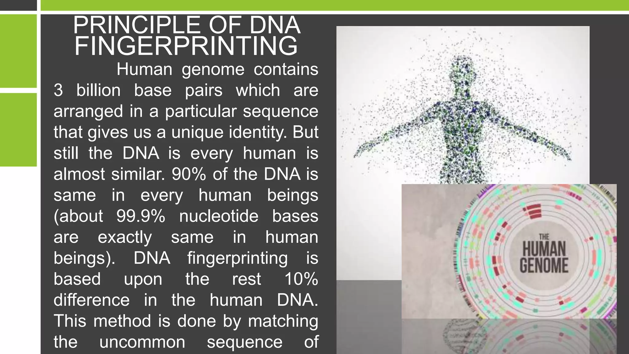 Dna fingerprinting - principles | PPT
