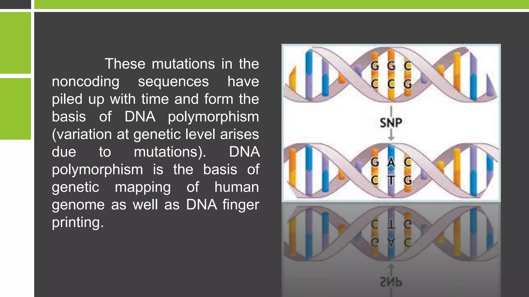 Dna fingerprinting - principles | PPTX