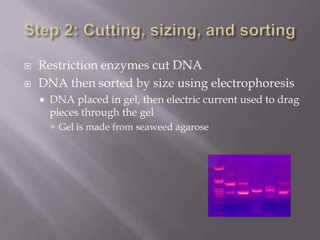 Dna fingerprinting science project pp | PPTX | Genetics | Science