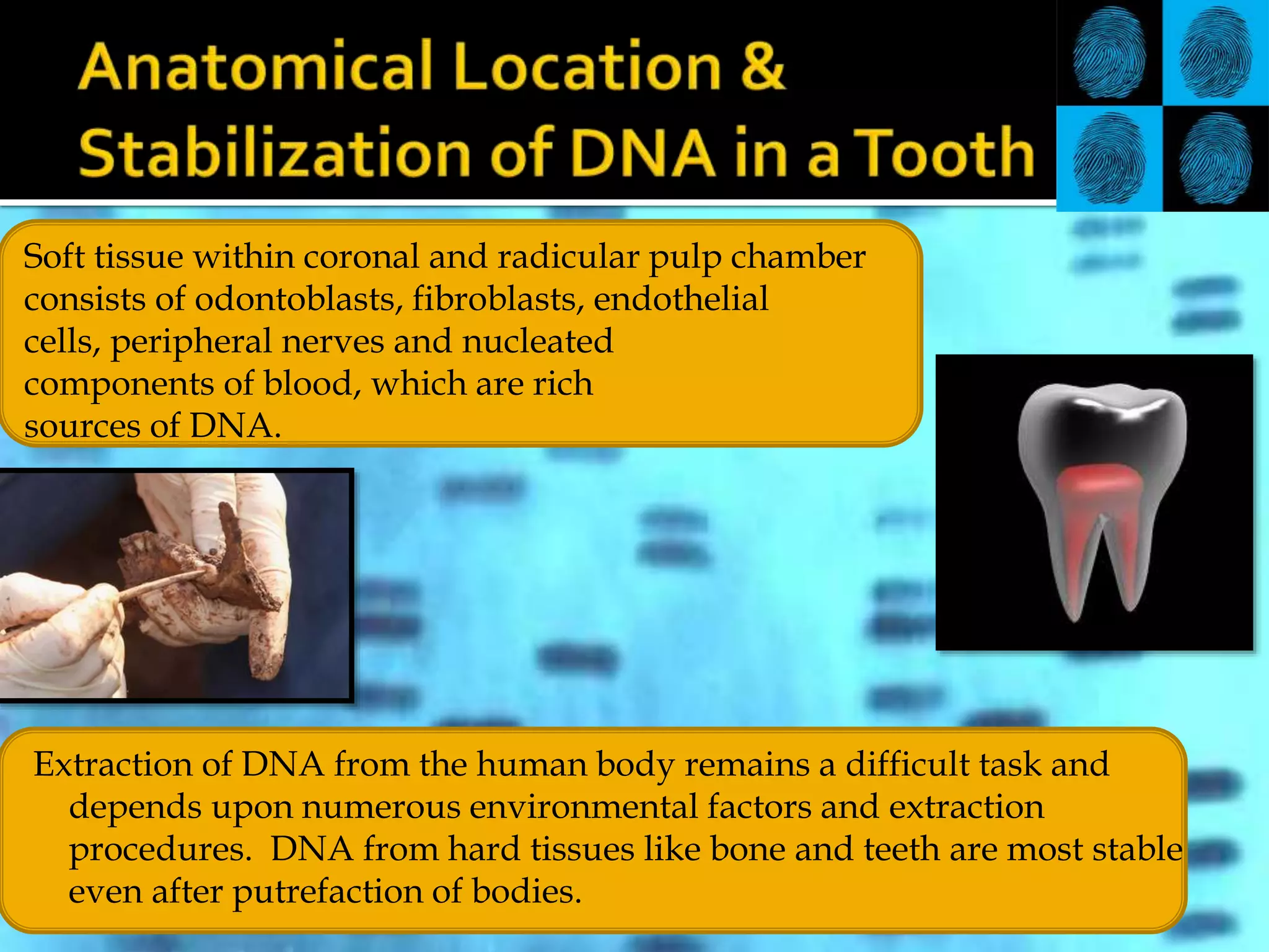Dna fingerprinting the future of forensic dentistry | PPTX