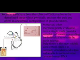 Dna fingerprinting the future of forensic dentistry | PPTX