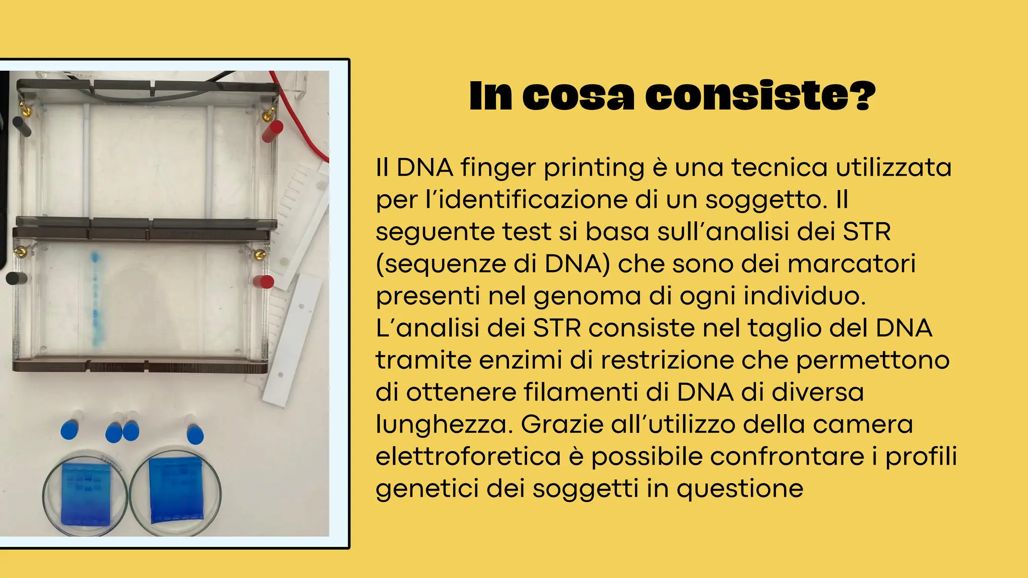 DNA finger printingggggggggggggg (1).pdf