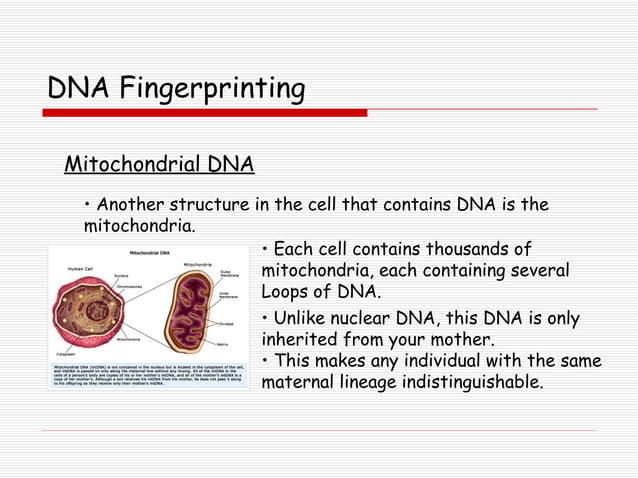 DNA fingerprinting forensic microbiology | PPT