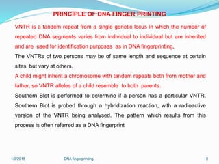 DNA fingerprinting 7 jan 2015 | PPTX