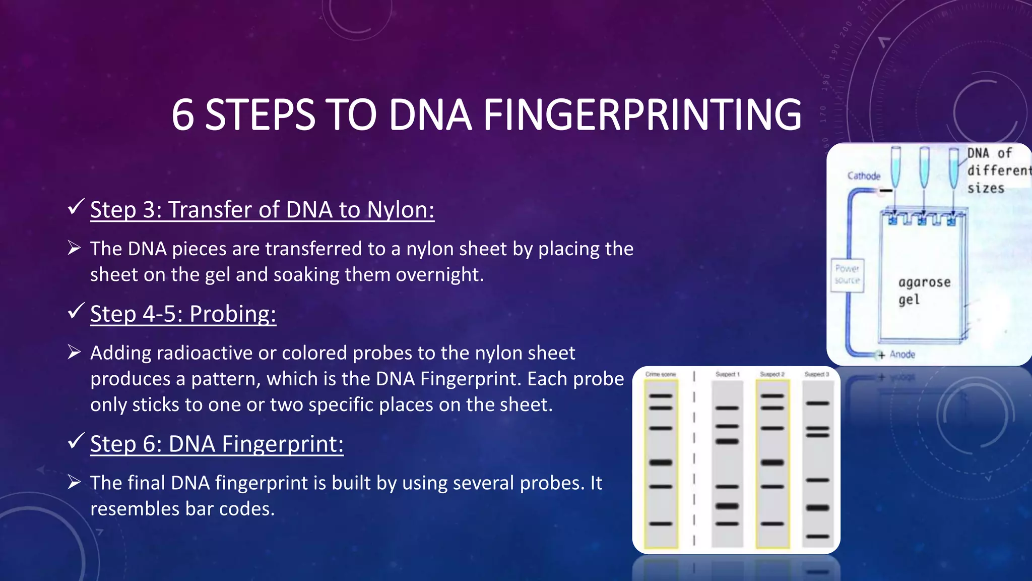 DNA Fingerprinting Biology Class12.pptx