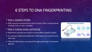 DNA Fingerprinting Biology Class12.pptx