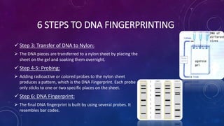 DNA Fingerprinting Biology Class12.pptx
