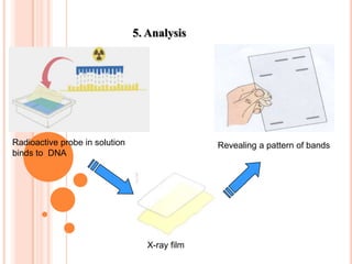 Dna fingerprinting by laxmee dahal | PPT