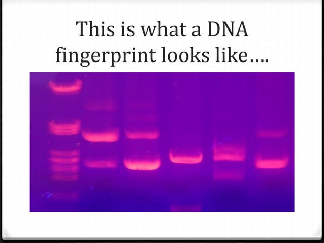 Dna fingerprinting | PPTX | Genetics | Science