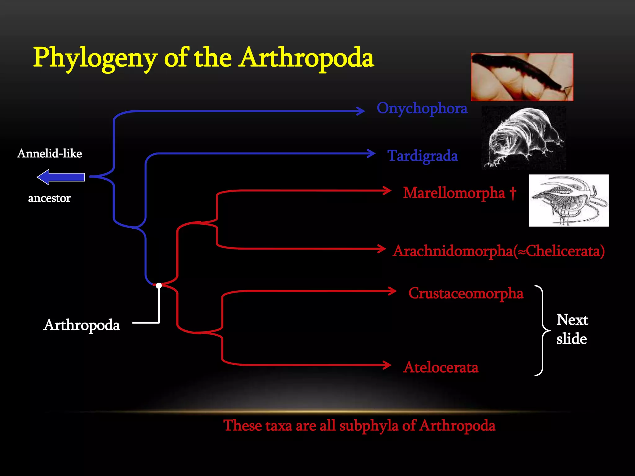 DNA Fingerprinting for Taxonomy and Phylogeny.pptx
