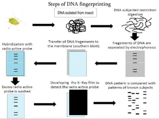 DNA Fingerprinting for Taxonomy and Phylogeny.pptx
