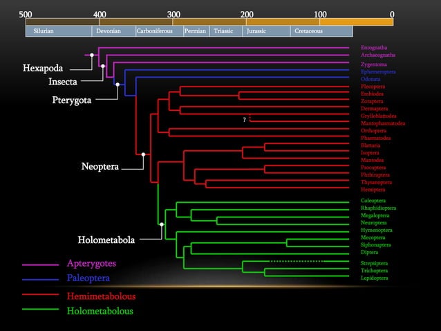 DNA Fingerprinting for Taxonomy and Phylogeny.pptx