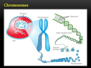 DNA Fingerprinting for Taxonomy and Phylogeny.pptx