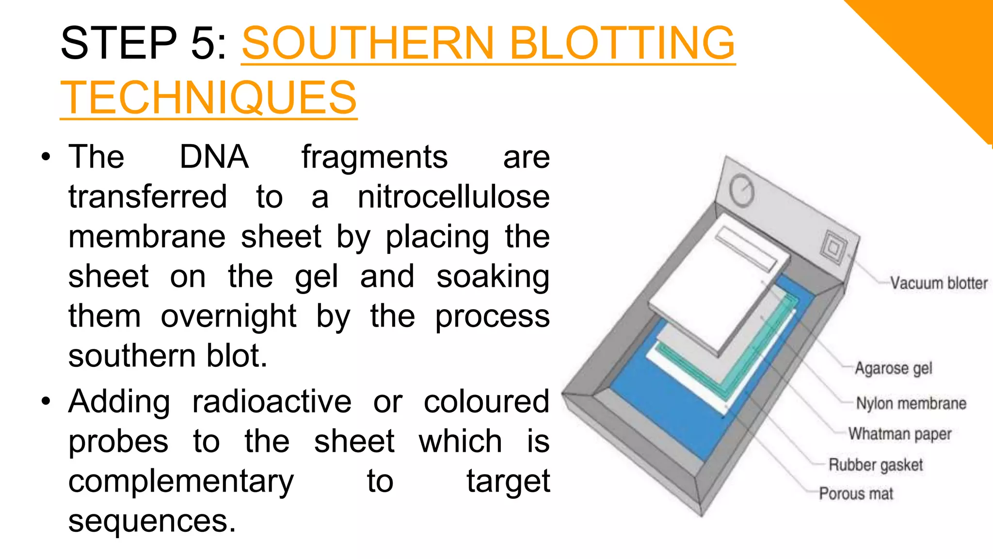 DNA Fingerprinting | PPTX | Genetics | Science
