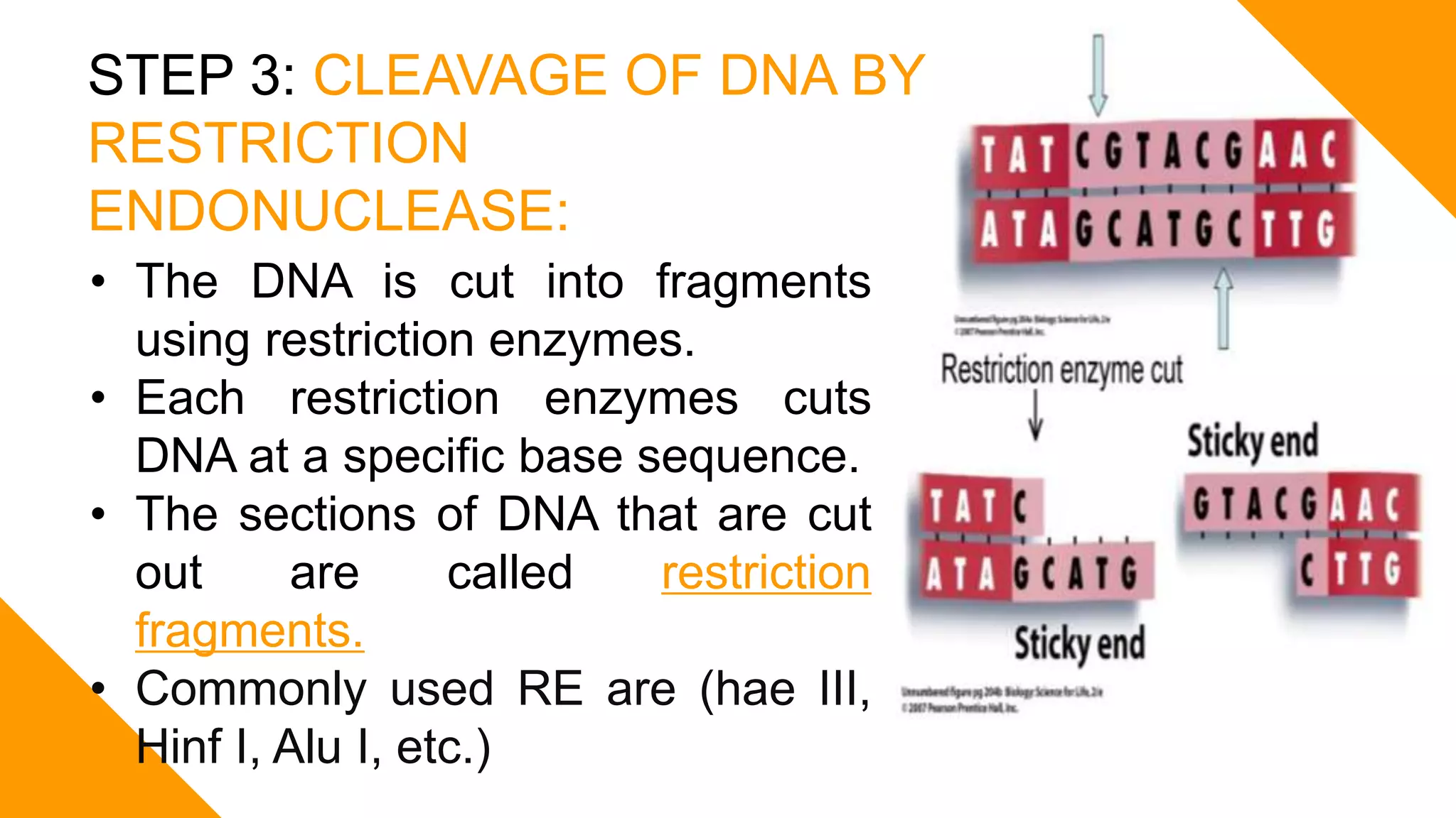 DNA Fingerprinting | PPTX | Genetics | Science