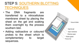 DNA Fingerprinting | PPTX | Genetics | Science