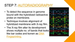 DNA Fingerprinting | PPTX